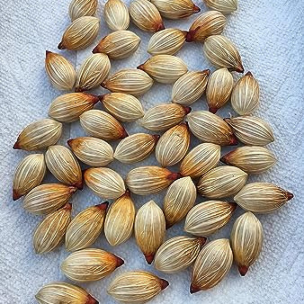 Christmas Palm | Manila Palm - Kerpis Palm, Adonidia Palm Seeds – JSPSeeds