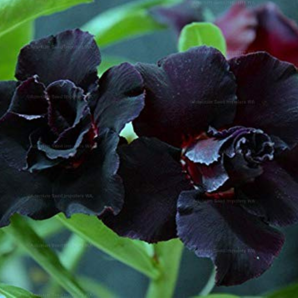 10 Thai Black Adenium obesum Double layer (Desert Rose) Bonsai Seeds F ...