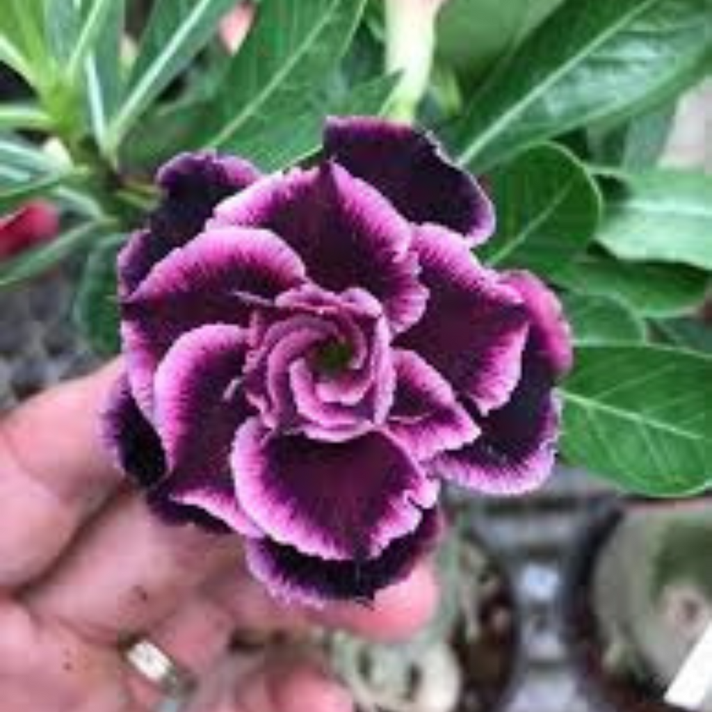 10 Thai Dark Purple Adenium obesum Double layer (Desert Rose) Bonsai S ...