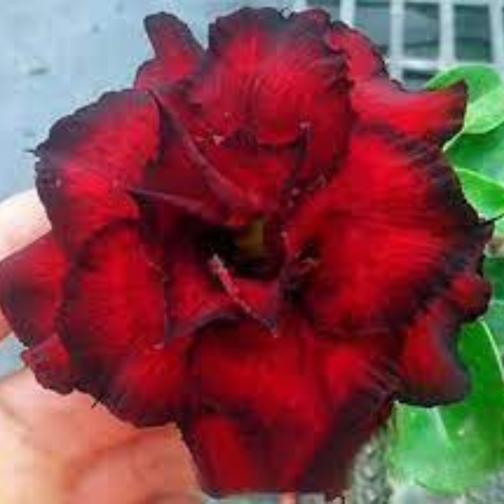 Thai Forever Purple Adenium obesum Double layer | (Desert Rose) Bonsai ...