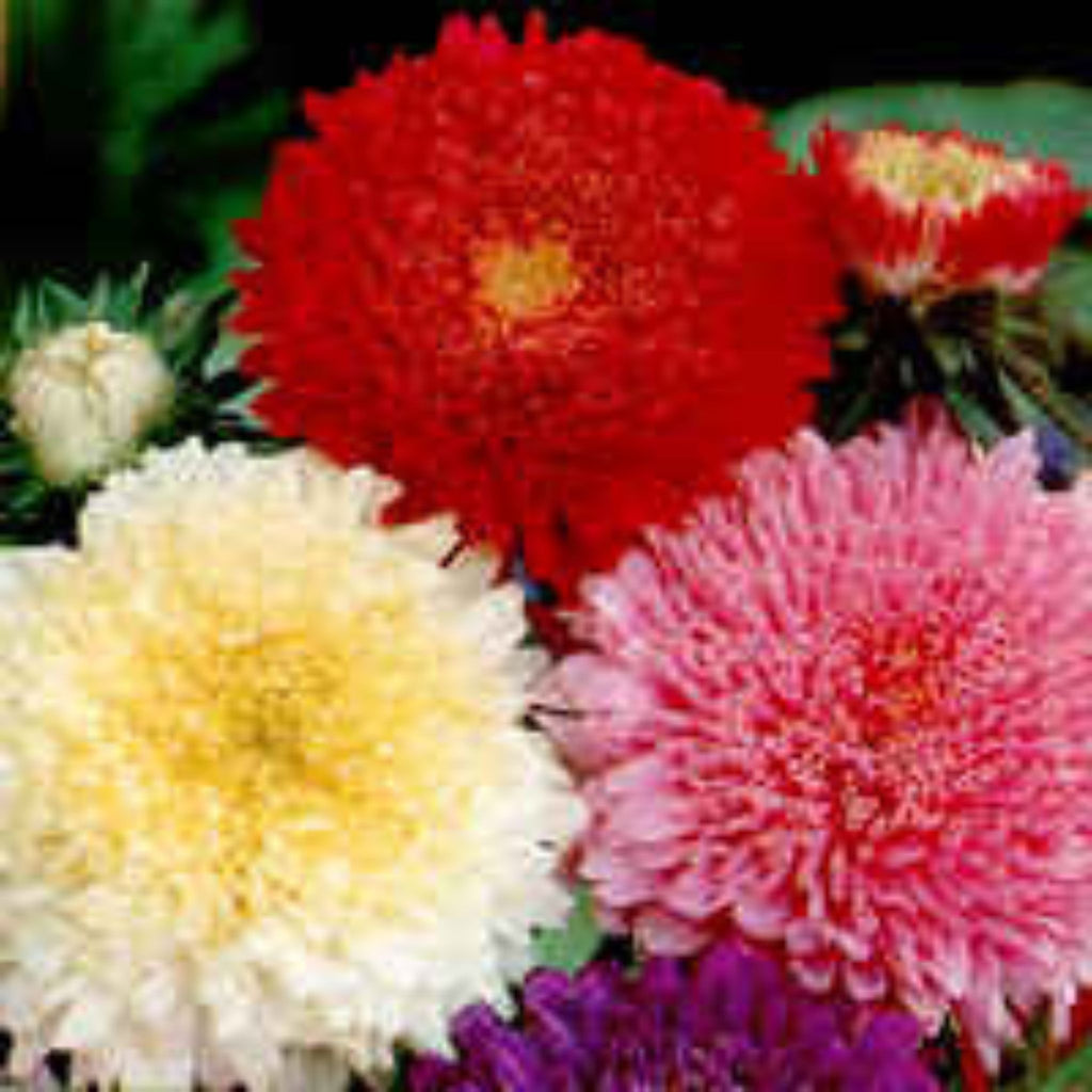 100 Aster Powder Puff Aster Flower Mix Seeds | provide food and habitat ...