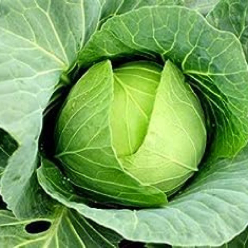 100 Green Knot Cabbage Heirloom Seeds (Vegetable) Non Gmo – JSPSeeds