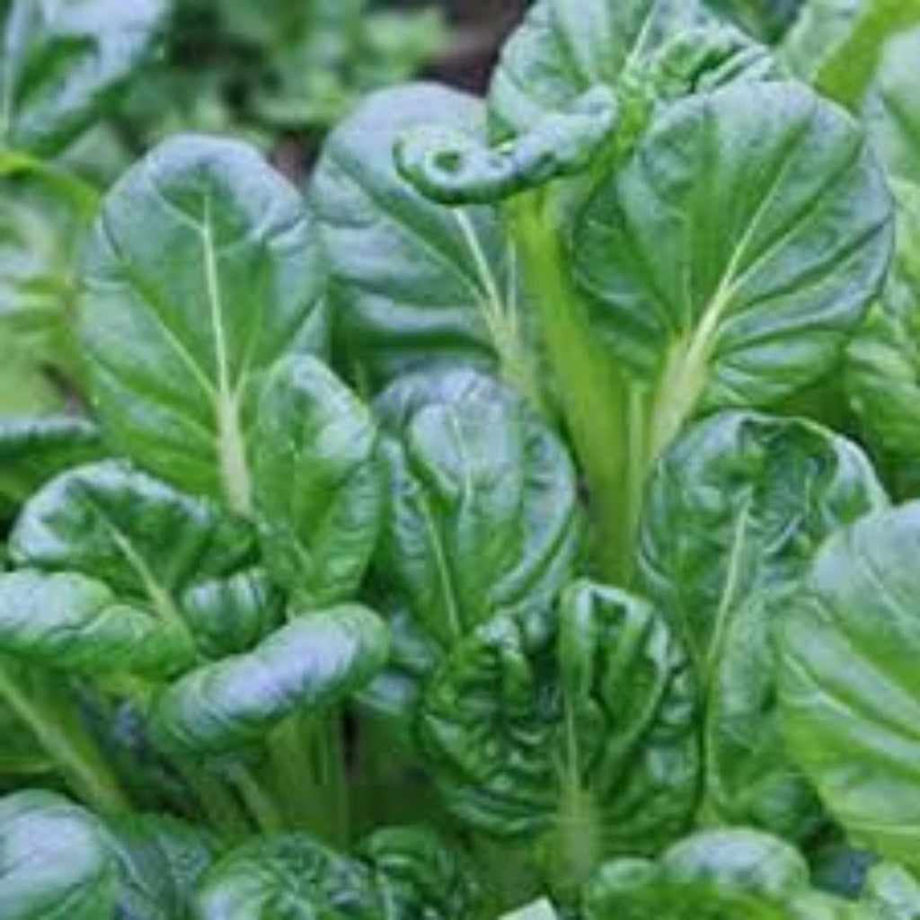 100 Cantonese vegetables Tat Soi Chinese flat cabbage Heirloom Seeds ...