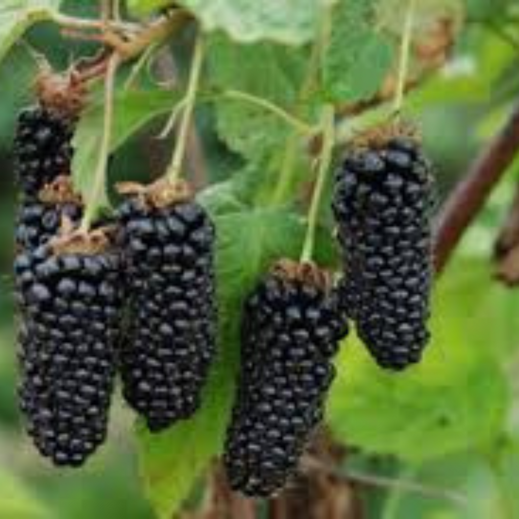 100 Blackberry Garden Sweet Giant Blackberries Bonsai | Tree Plant ...