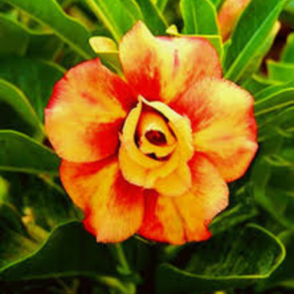 Thai Orange 5 Adenium obesum Double layer | (Desert Rose) Bonsai Seeds ...