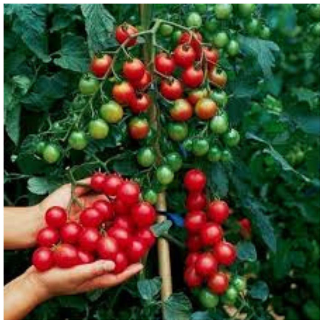100 Bonsai Tomato Plants Delicious Cherry Garden | Vitamin A. Vitamin C ...