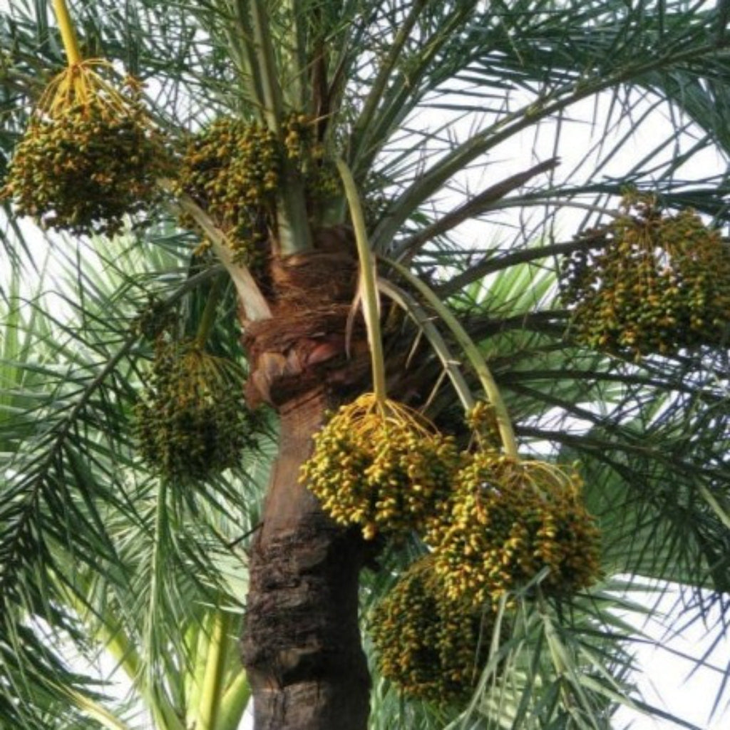 20 Fudaily Date Palm Seeds Phoenix dactylifera Arecaceae Fruit Seeds ...