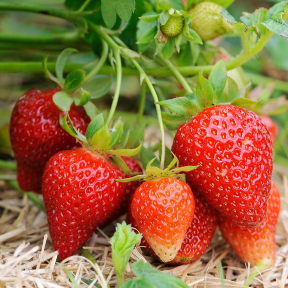 100 Giant Strawberry Homegrown Edible Garden Fruit Organic Sweet | Non ...