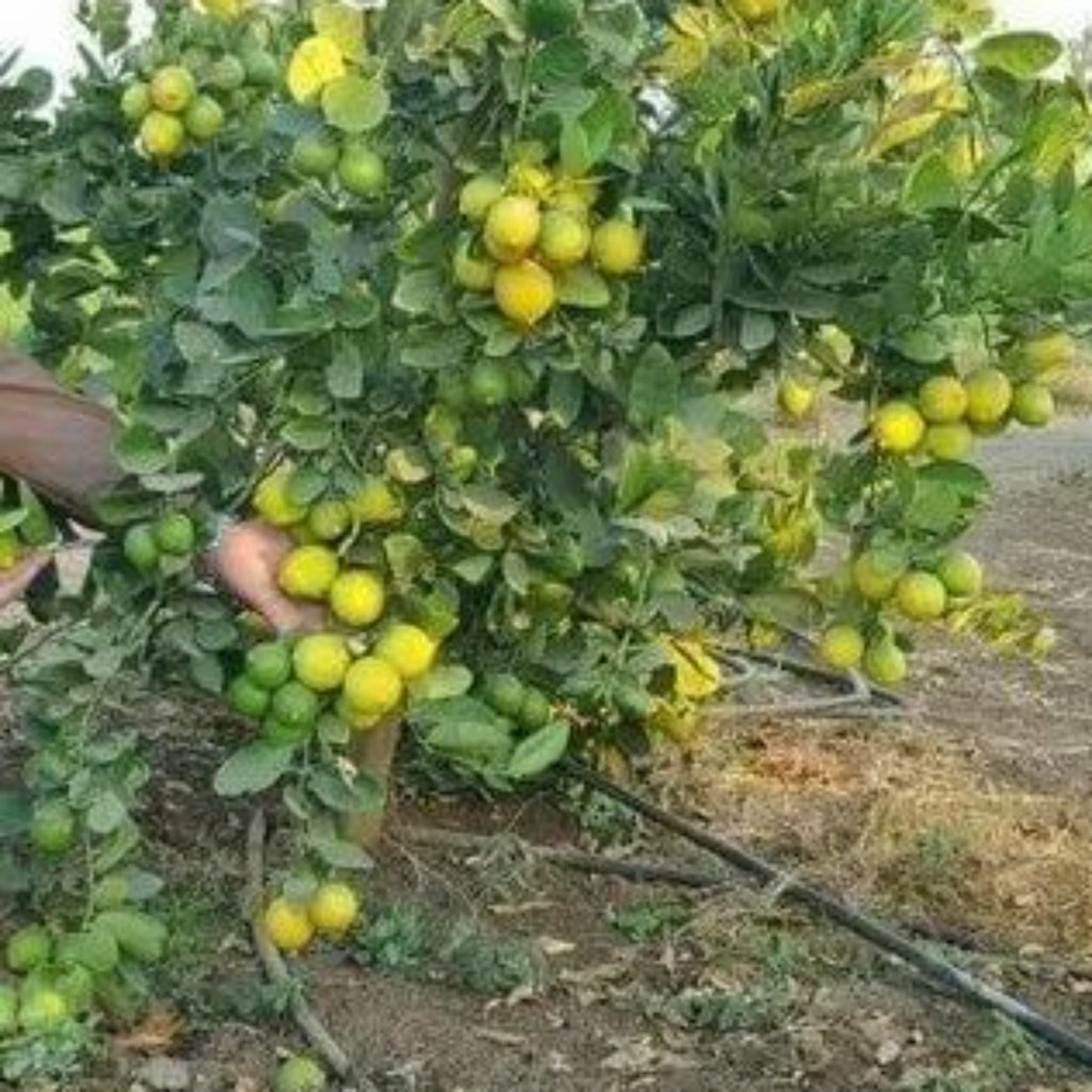 100 Lemon Tree Bonsai Plants | Sweet Fruit Potted Food Home Garden To ...