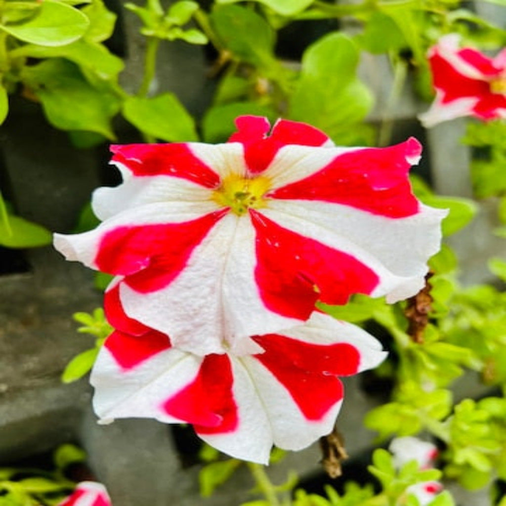 1000 Kandy Kane Petunia Seeds Grandiflora, Multiflora | Petunias are ...
