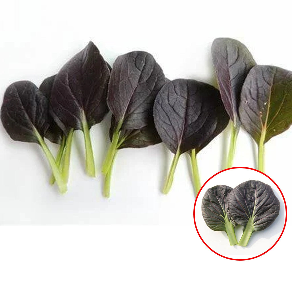 100 Red Tatsoi Organic Heirloom Seeds | Vegetable | Non Gmo – JSPSeeds