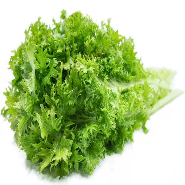 100 Japanese Mustard Wasabi Organic Heirloom Seeds | Vegetable | Non ...