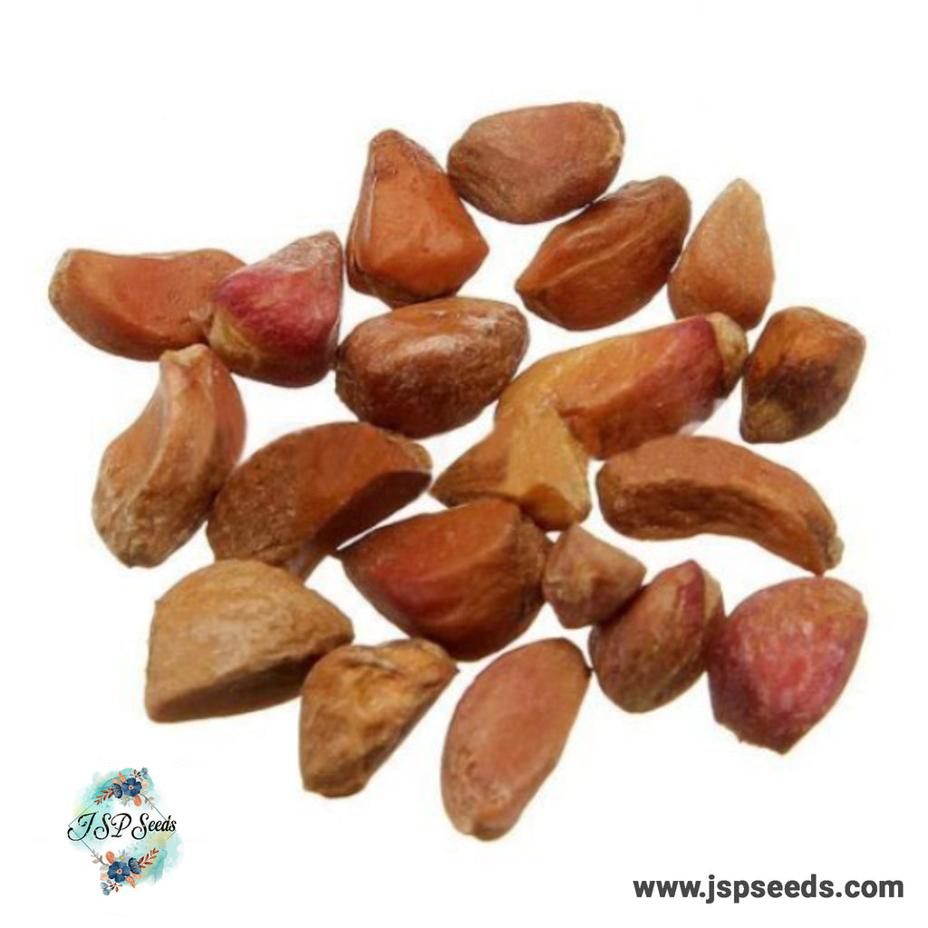 50 Heirloom Cariad English Rose flower Bonsai Garden Seeds – JSPSeeds