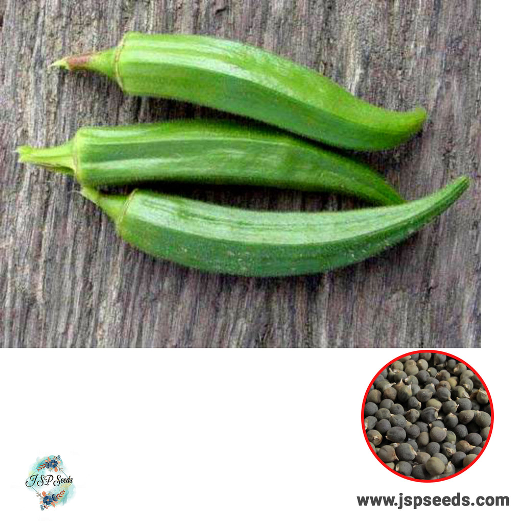 50 Lady's finger Okra Abelmoschus esculentus (L.) Moench Seeds (Asia V – JSPSeeds