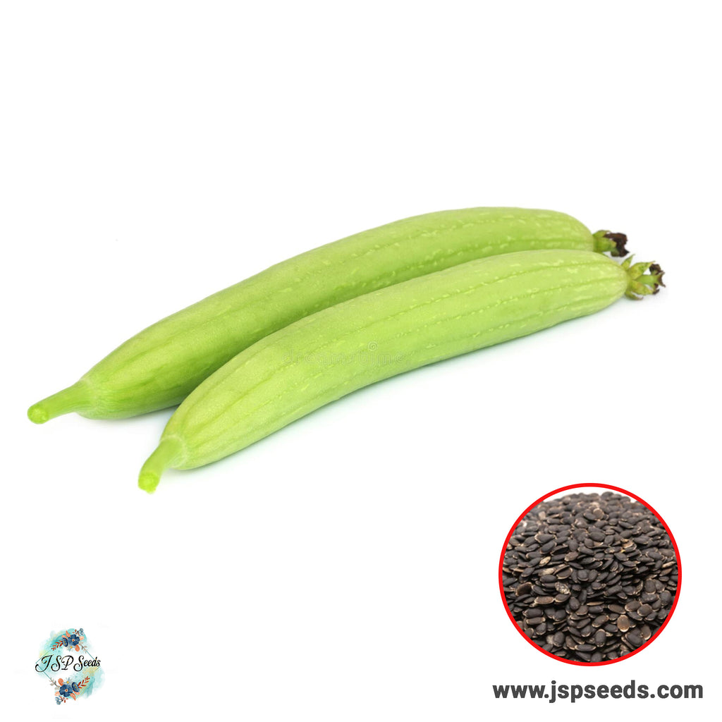 50 Luffa Aegyptiaca Cylindrica Seeds (Asia Vegetable) – JSPSeeds
