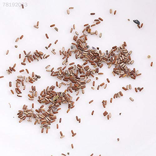 800 Candy Moss Verbena Seeds Perennial Ground Cover Creeping – JSPSeeds