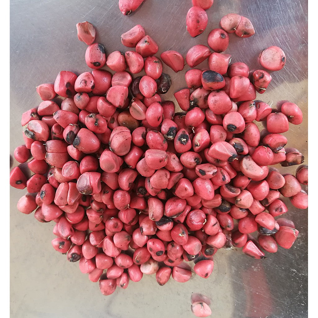 20 Golden Champaca Joy Perfume Tree Michelia Champaca Seeds | stress ...