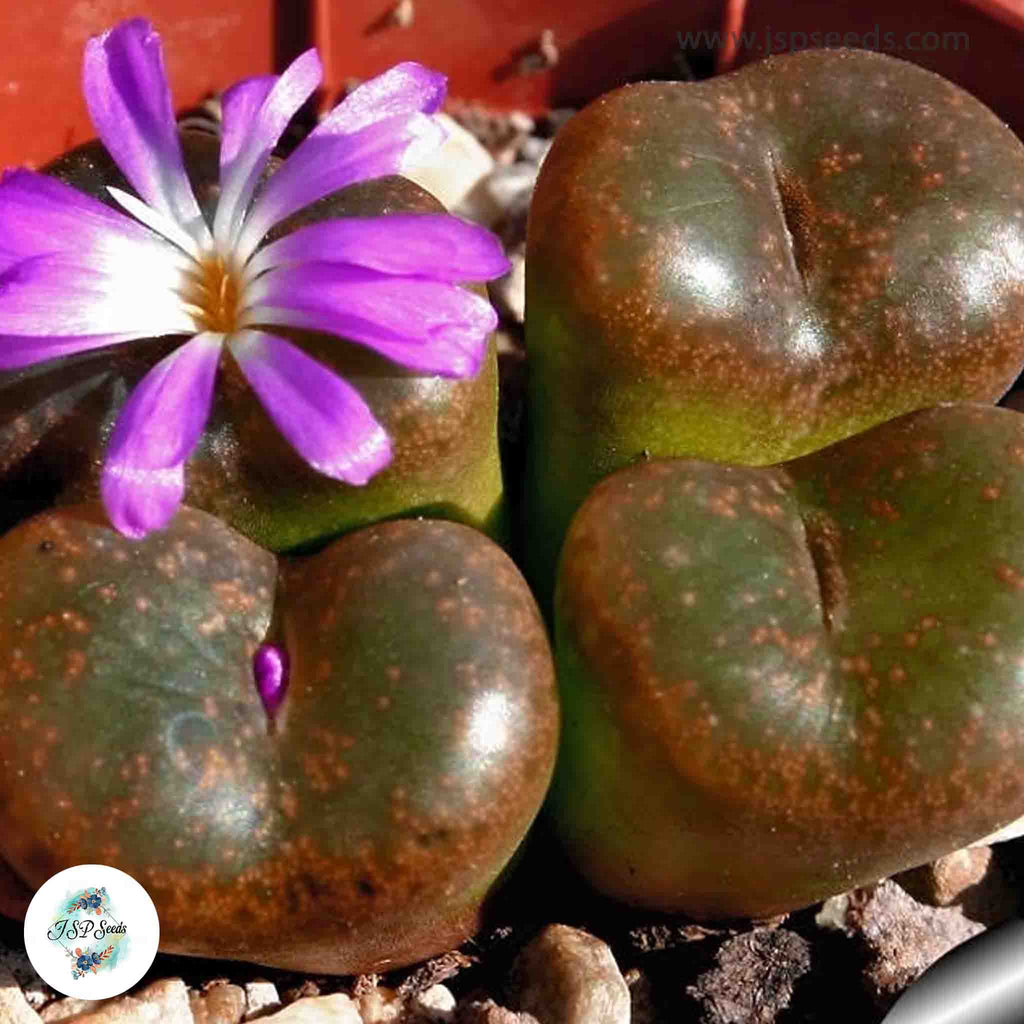 Conophytum lithopsoides ssp koubergense / 40 seeds – JSPSeeds
