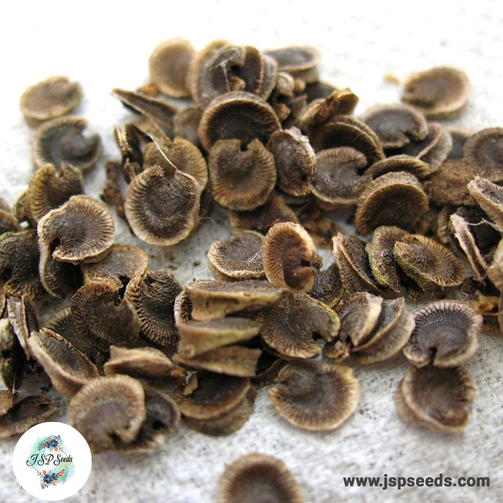 100 Mixed Hollyhock Bonsai Real Sementes Price Home Garden Country ...