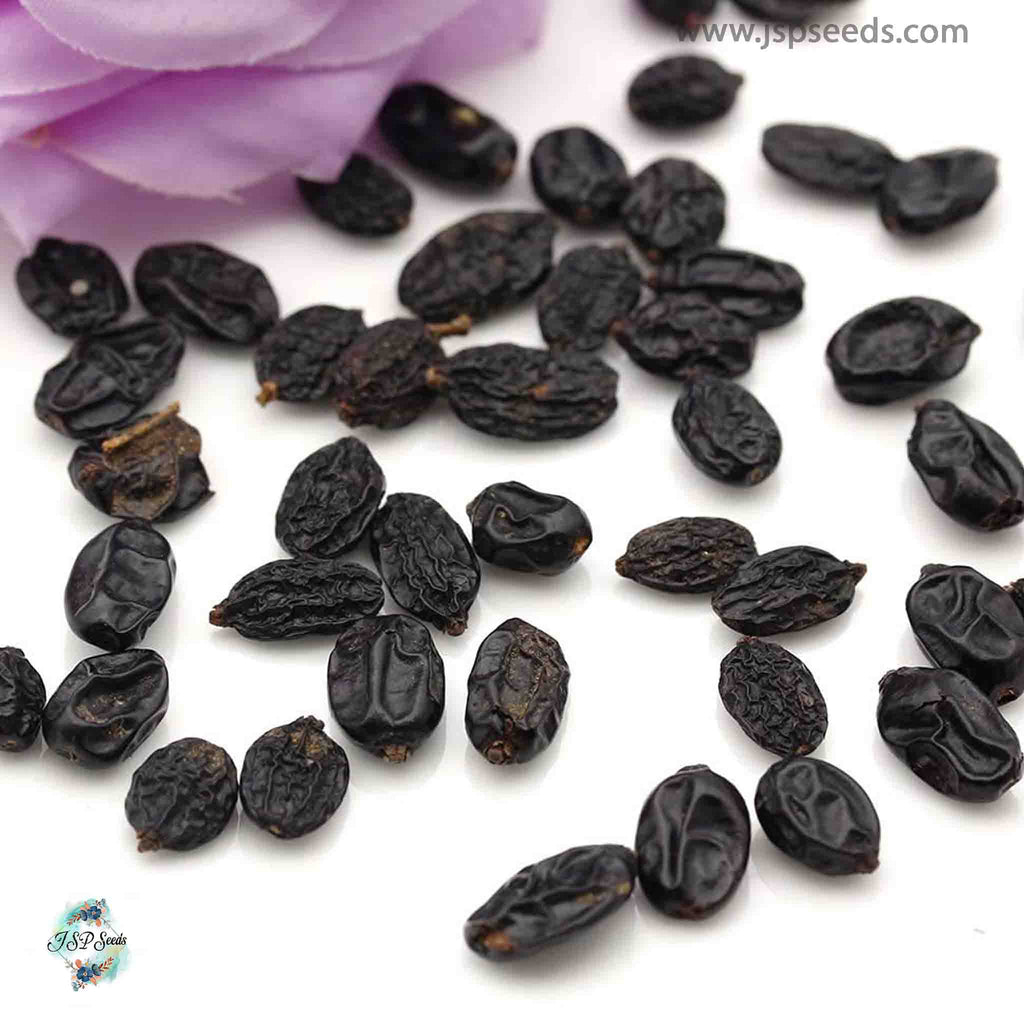 20 Pink Hydrangea Seeds Perennial Hardy Flowers Seed Shrub | we do not ...