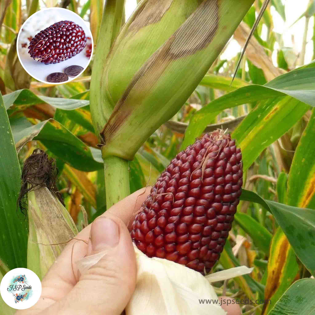 50 Dwarf Strawberry Corn Popcorn Corn Seeds – JSPSeeds