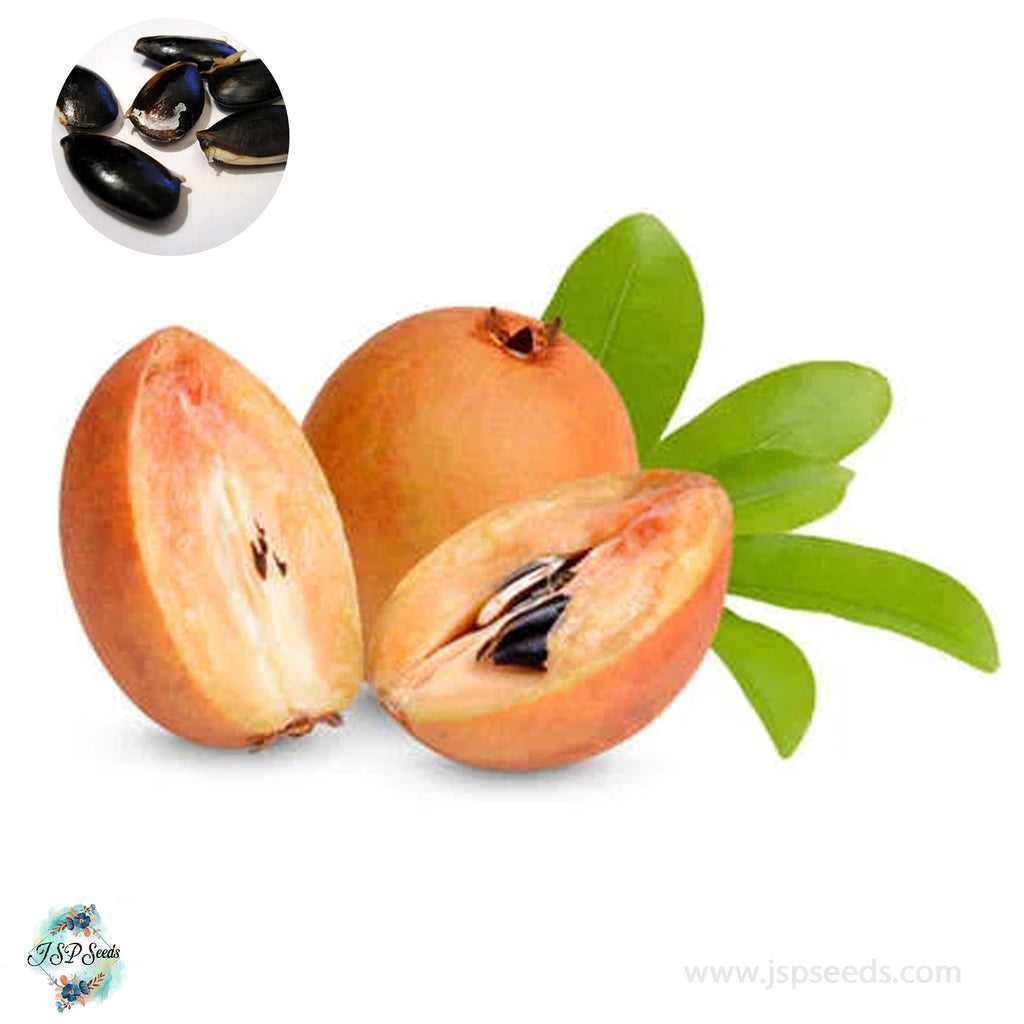 20 Tropical Giant Spodilla Manilkara achras Fosberg Thai Sapodilla ...
