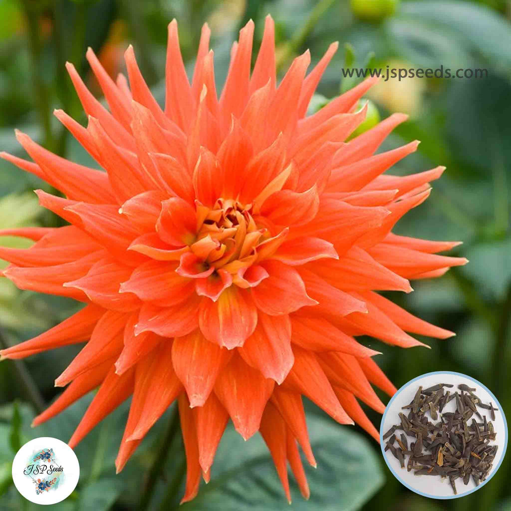 50 Vulcan Dahlia Seeds (Flower Garden Potted Plants) – JSPSeeds