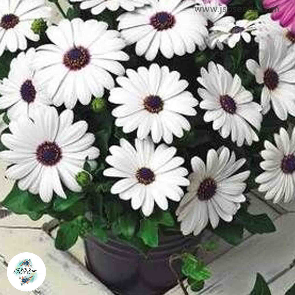 300 White Osteospermum Bonsai Potted Flowering Plants Blue Daisy Flowe ...