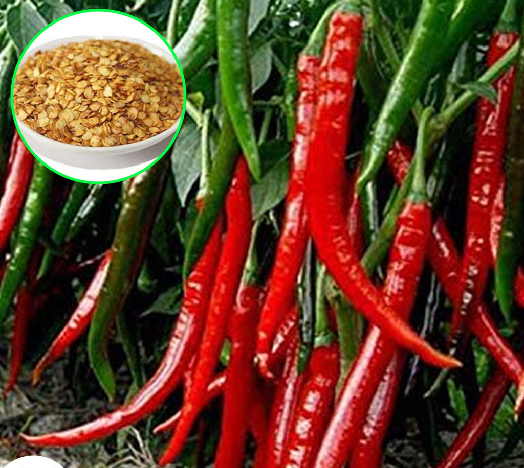 100 Pepper Thai Extra Long Chilli Spicy Hot Seeds | Asia Vegetable ...