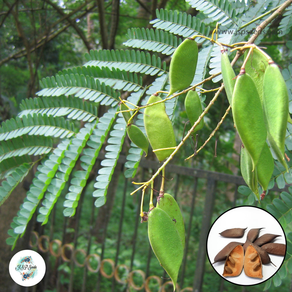 50 Caesalpinia Sappan dye Sappan Tree Caesalpinia sappan L Seeds – JSPSeeds