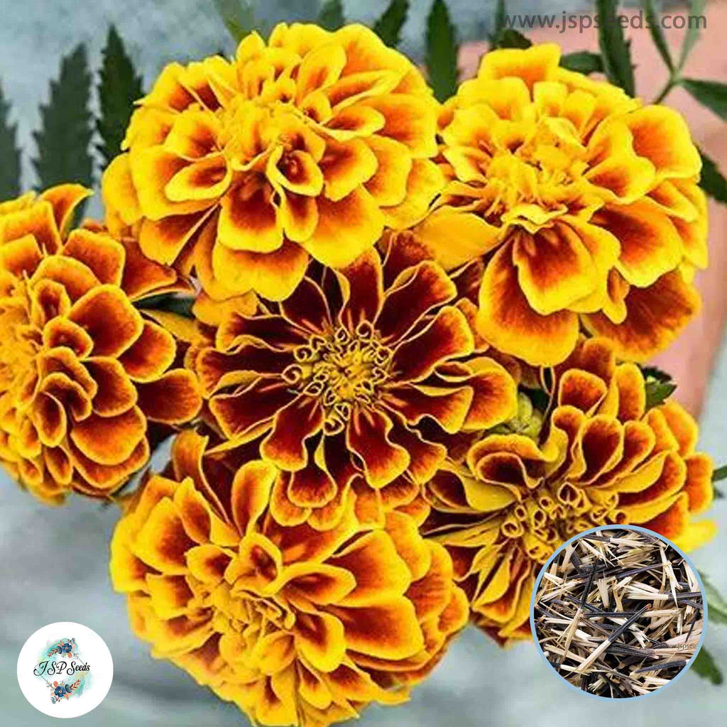 200 Colossus Red Gold French Marigold Double Dwarf Flowers Heirloom Se ...