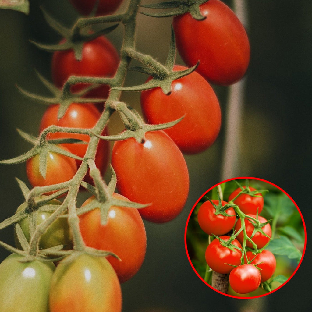 100 Red Cherry Tomato Seeds | Vitamin A. Vitamin C. Vitamin E. – JSPSeeds
