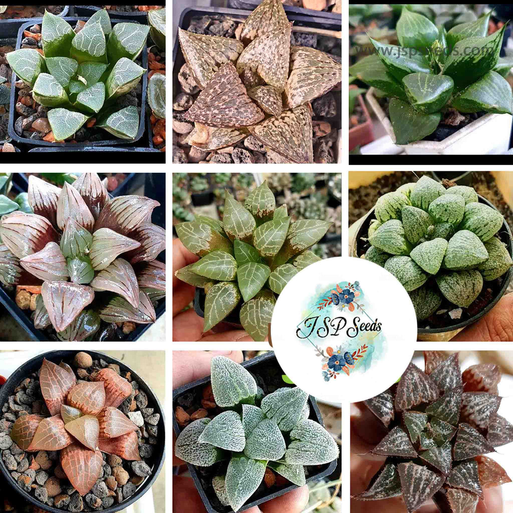 Haworthia rare hybrids mix / 40 seeds – JSPSeeds