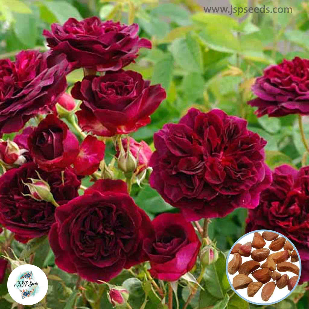 50 Heirloom Munstead Wood English Rose flower Bonsai Garden Seeds ...