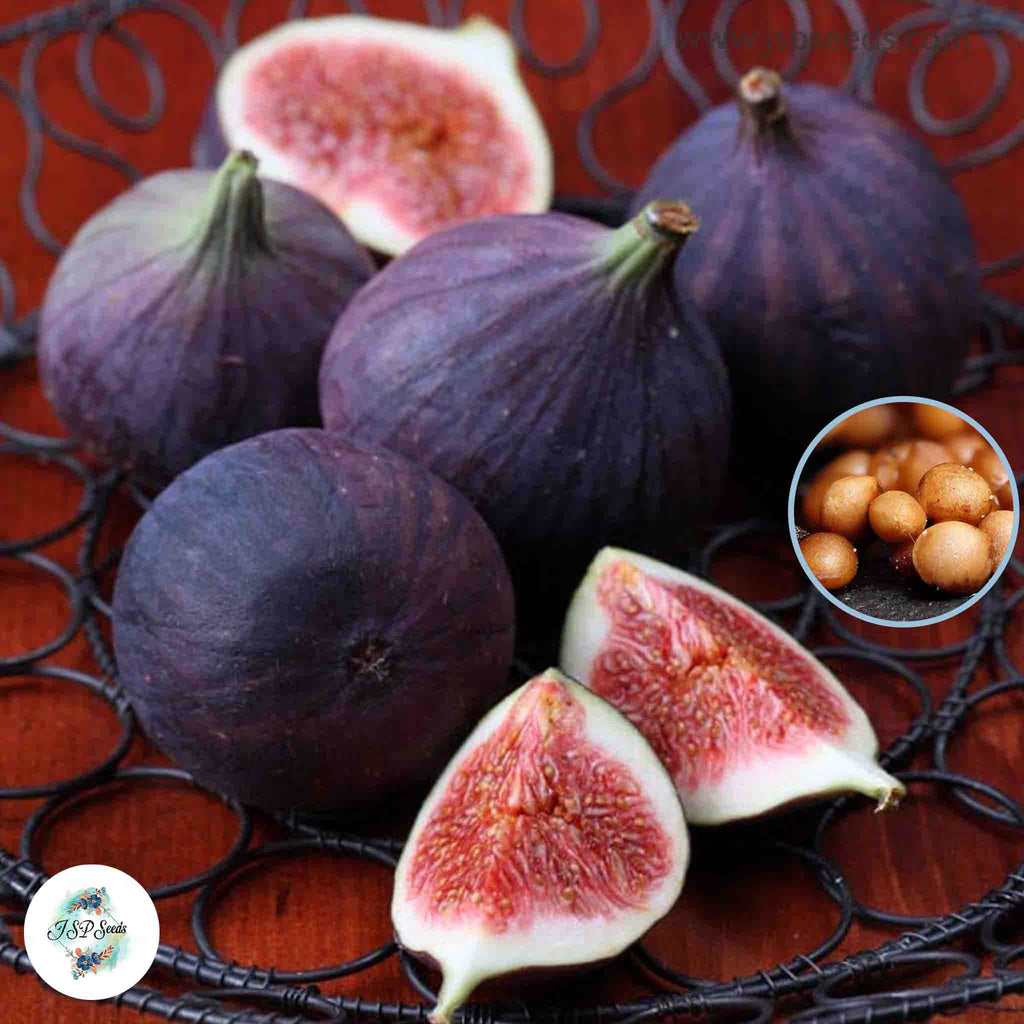 30 Black Mission Ficus Carica Seeds Fig Seeds Tropical Bonsai Rare Fru ...