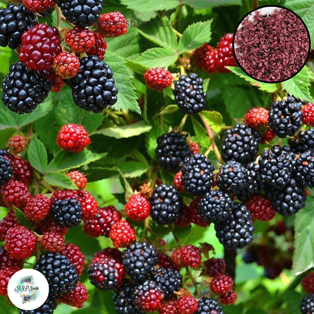 55 Mixed Blackberry Seeds (Fruit) | Great source of vitamin K – JSPSeeds