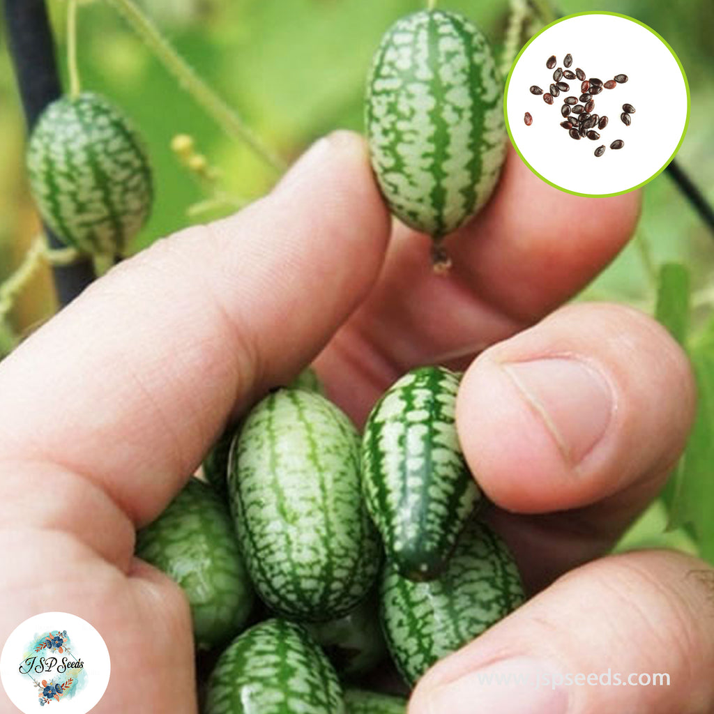 30 Mini Watermelon Cucumbers Bonsai Vegetables Fruit Thumb Water Melon ...