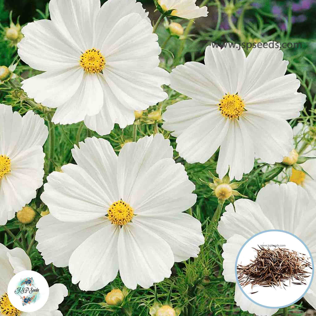 200 White Cosmo Sensation Flower Seed | attract bees, butterflies and ...