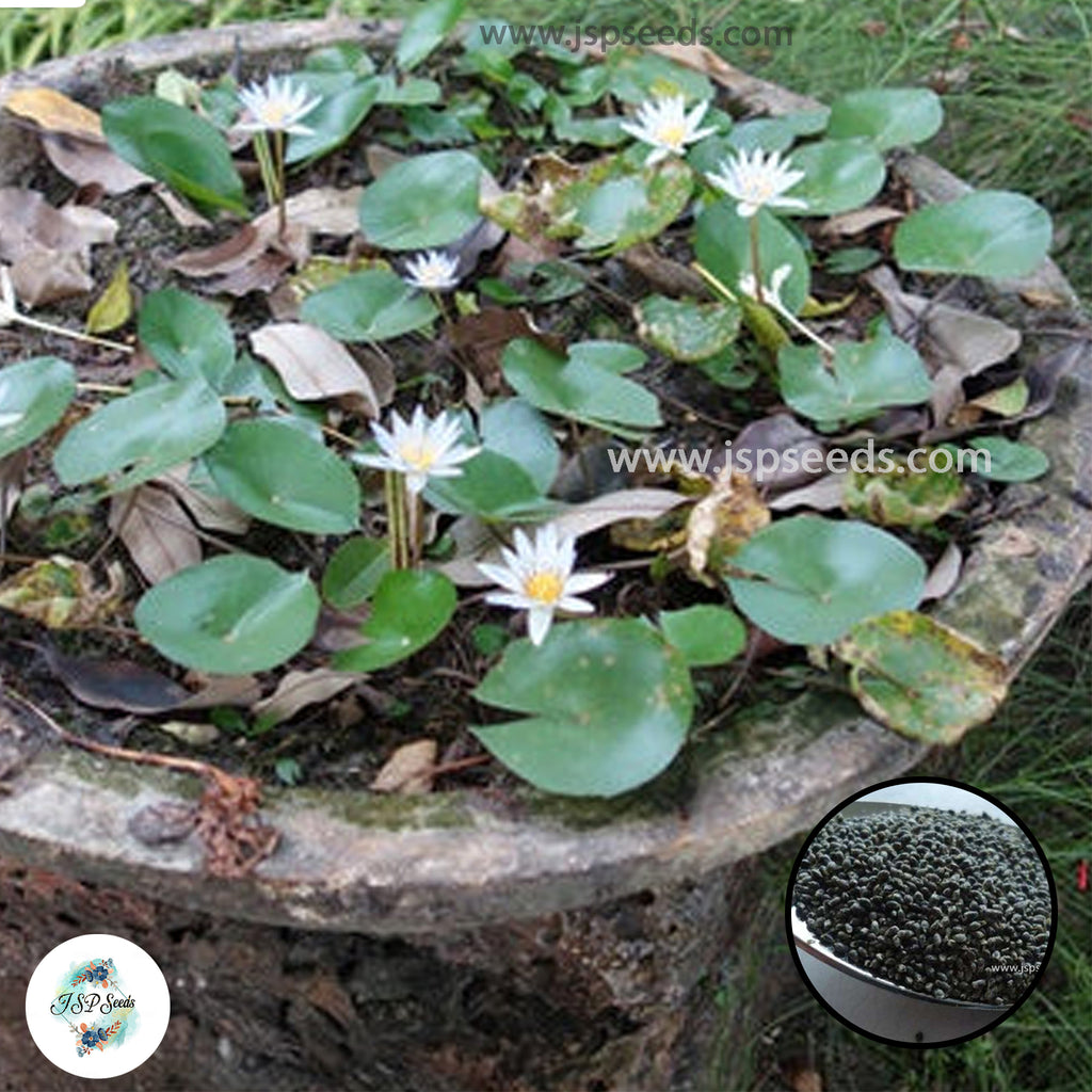 50 Thai Heirloom Mini Lotus Water lily flower Bonsai Seeds Water Plant ...