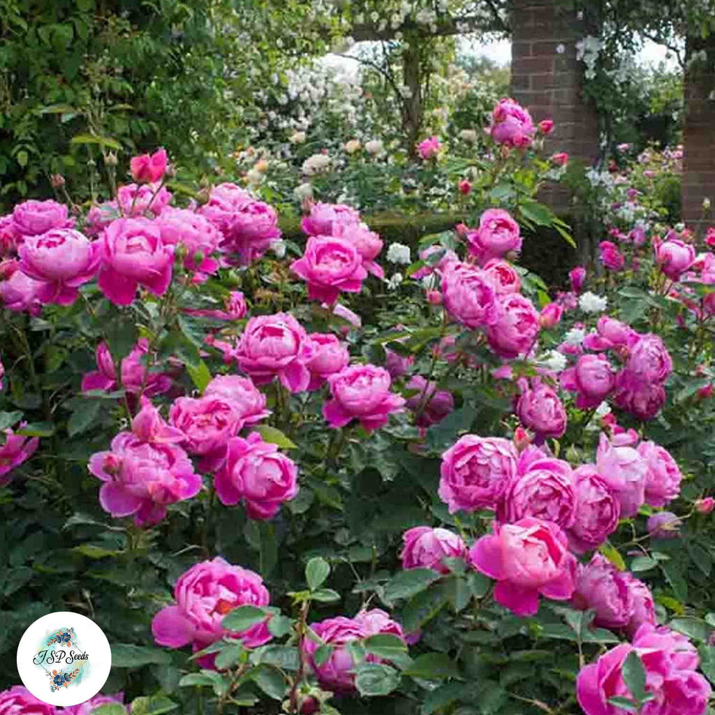 50 Heirloom Royal Jubilee English Rose flower Bonsai Garden Seeds ...
