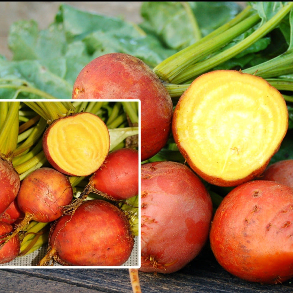 100 Golden Detroit Beet Organic Heirloom Seeds | Vegetable Non Gmo ...