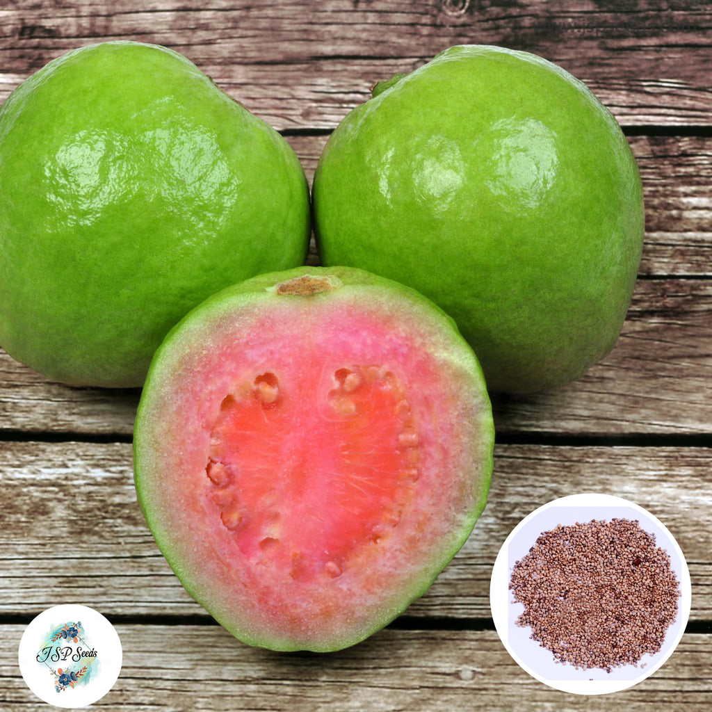 50 Rose Guava Apple Psidium Guajava Psidium guajava Seeds – JSPSeeds