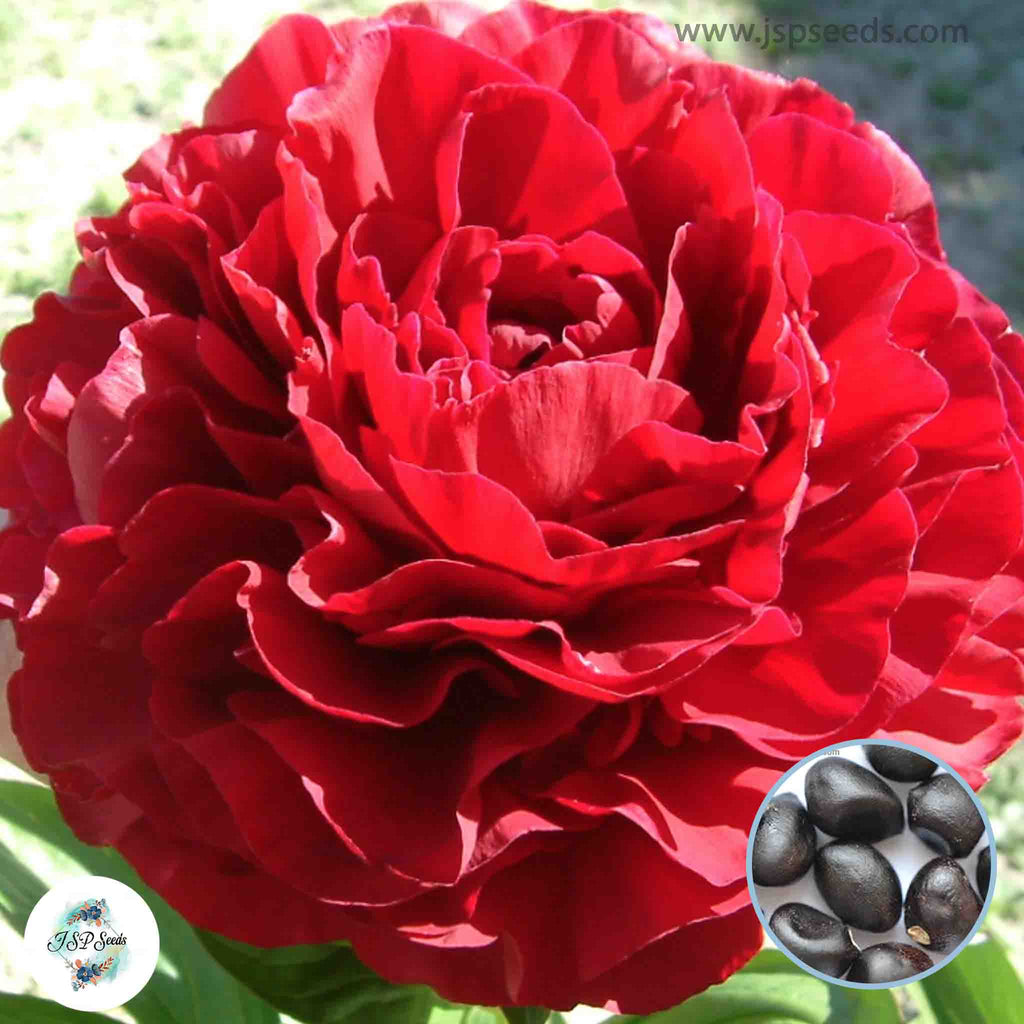 20 Old Faithful Peony Paeoniaceae Paeonia suffruticosa Tree Flower Pla ...