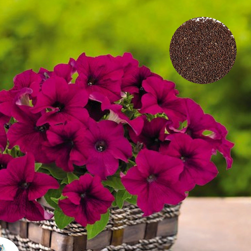1000 Success Petunia Seeds Grandiflora | Multiflora | Milliflora ...