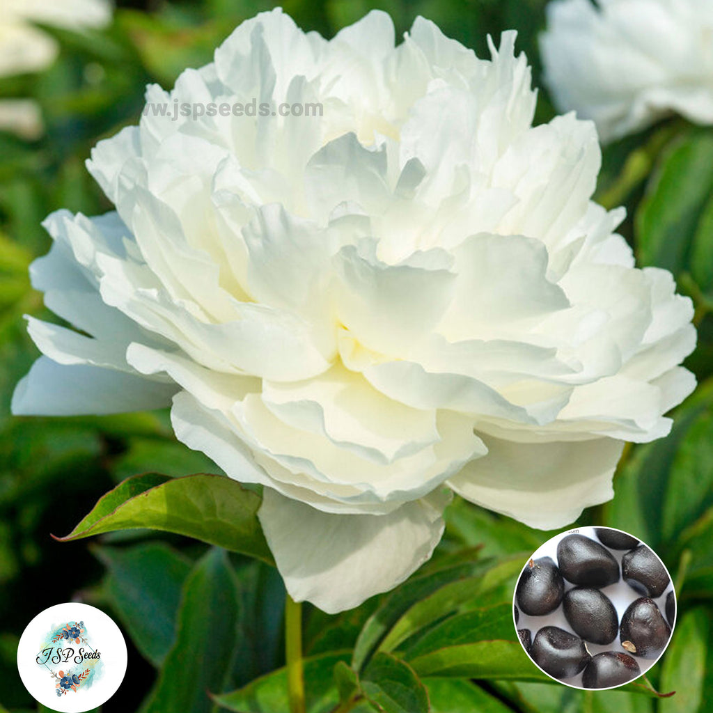 20 Class Act Peony Paeoniaceae Paeonia suffruticosa Tree Flower Plant ...