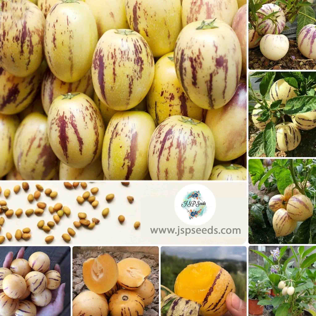 50 Melon Tree Pepino Bonsai Non Gmo Organic Fruit Garden Seeds – JSPSeeds
