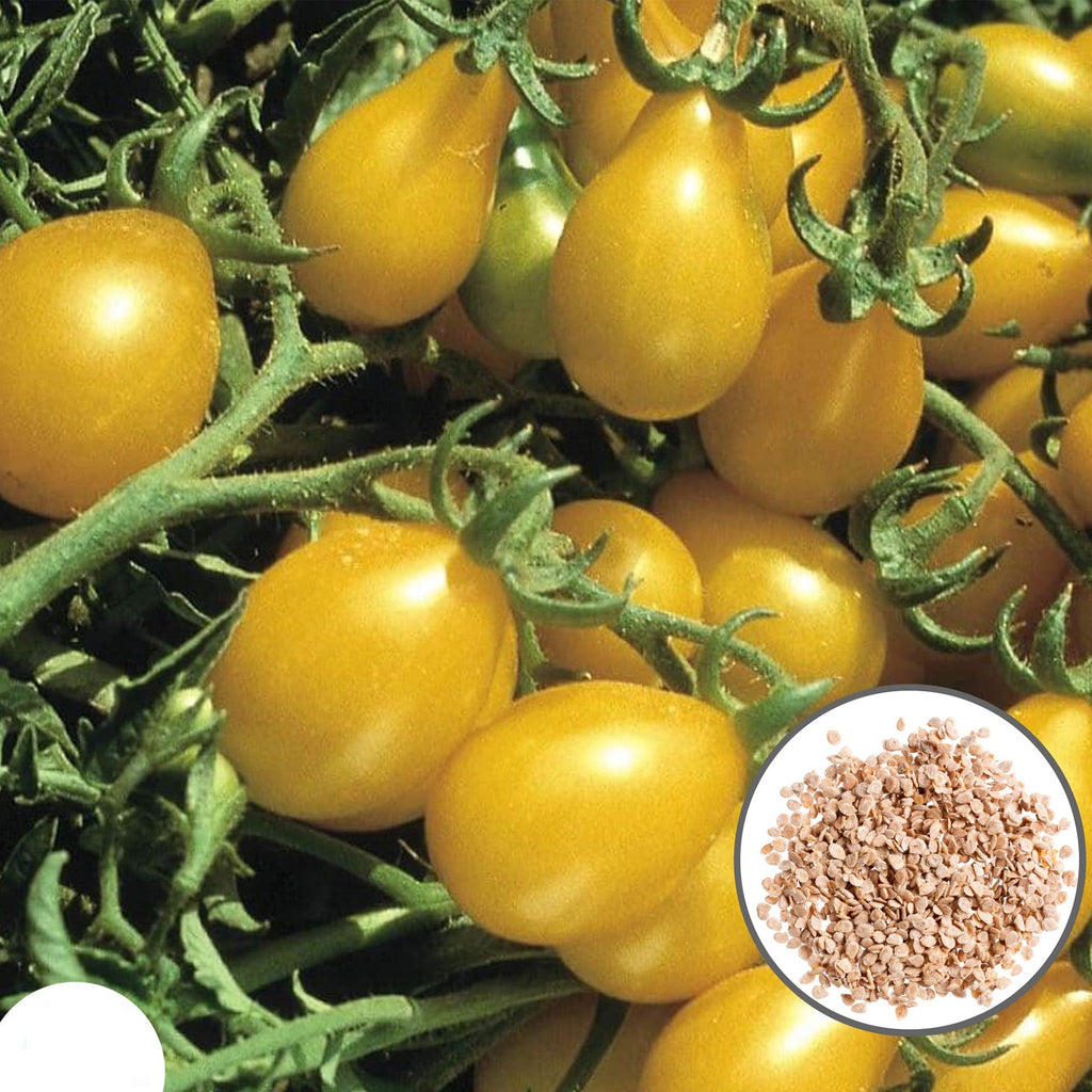 100 F1 hybrid best Cherry Yellow Pear Tomato Seeds (Asia Vegetable ...