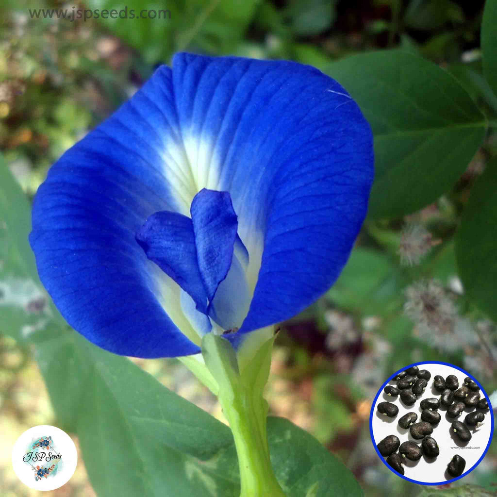 50 Blue Clitoria Ternatea Butterfly Blue Pea Vine Seeds (Asia Flower ...