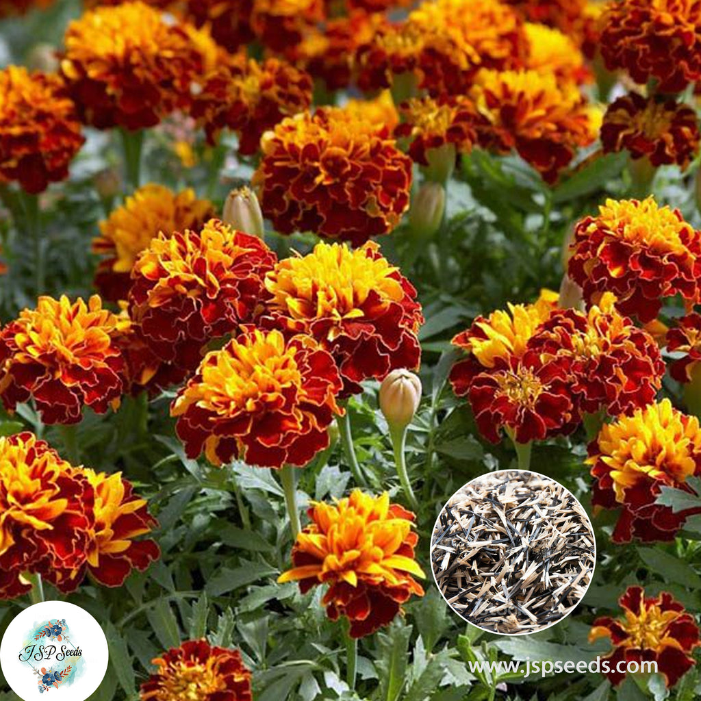 200 Harmony French Marigold Double Dwarf Flowers Heirloom Seeds (Asia ...