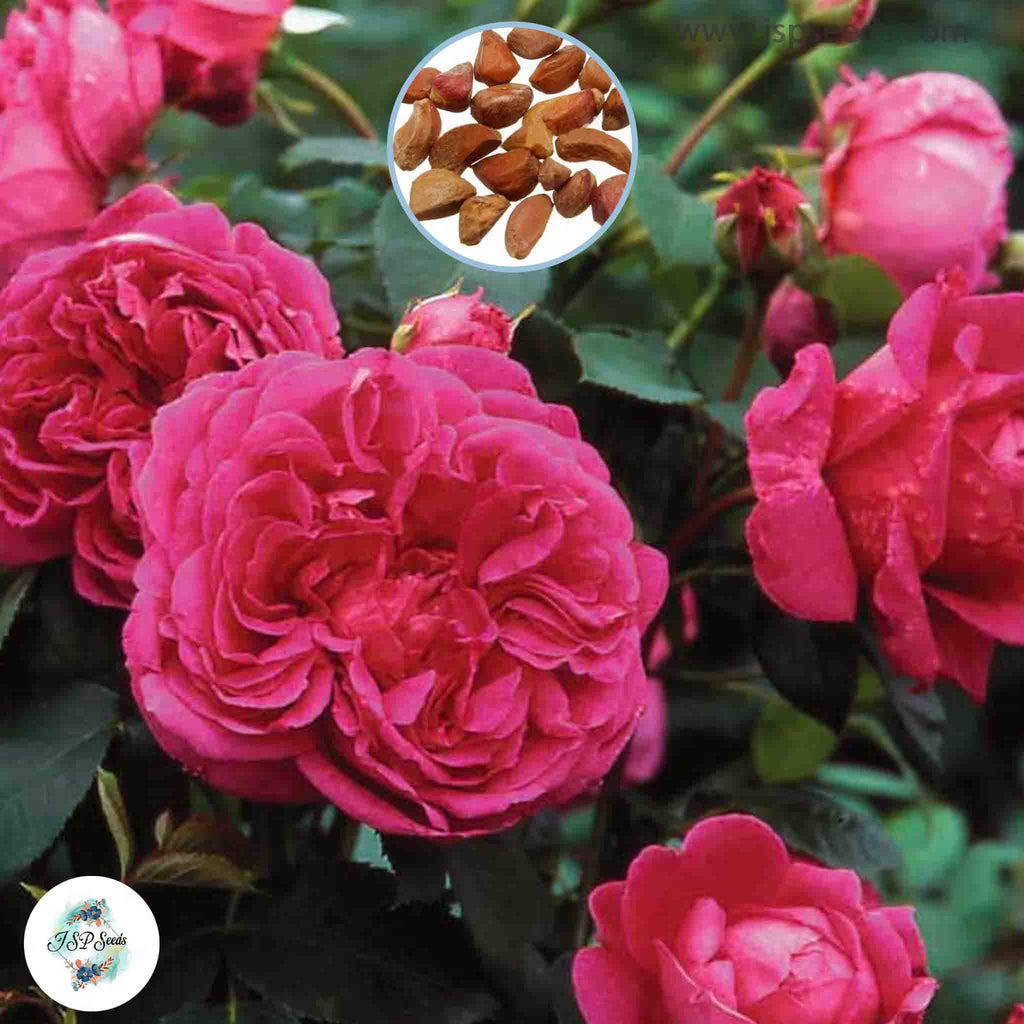 50 Heirloom Rosa 'Lady of Megginch English Rose flower Bonsai Garden S ...